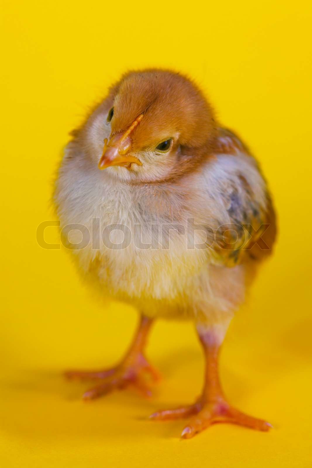 Kleine Baby- Huhn | Stock Bild | Colourbox
