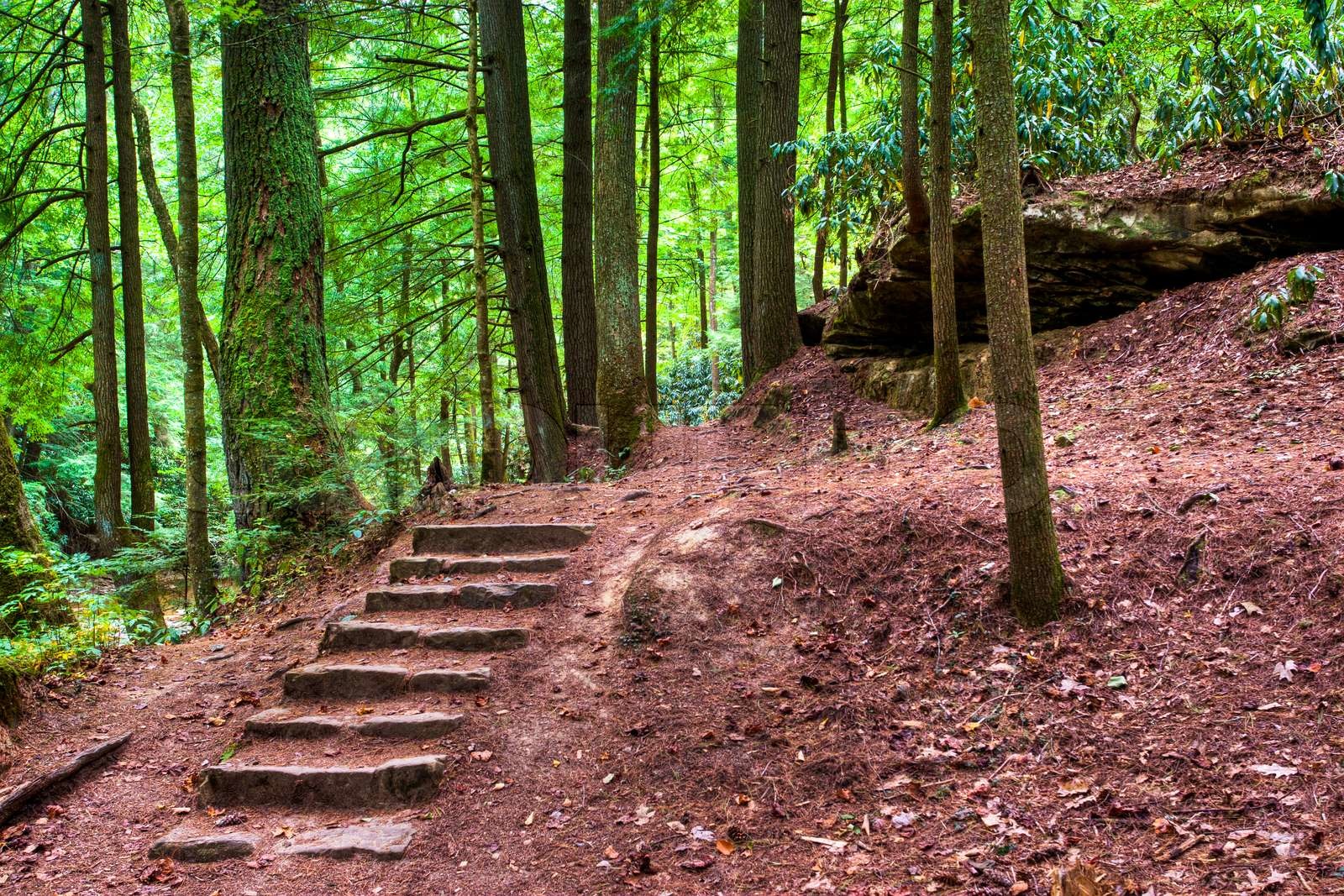 Old forest | Stock image | Colourbox