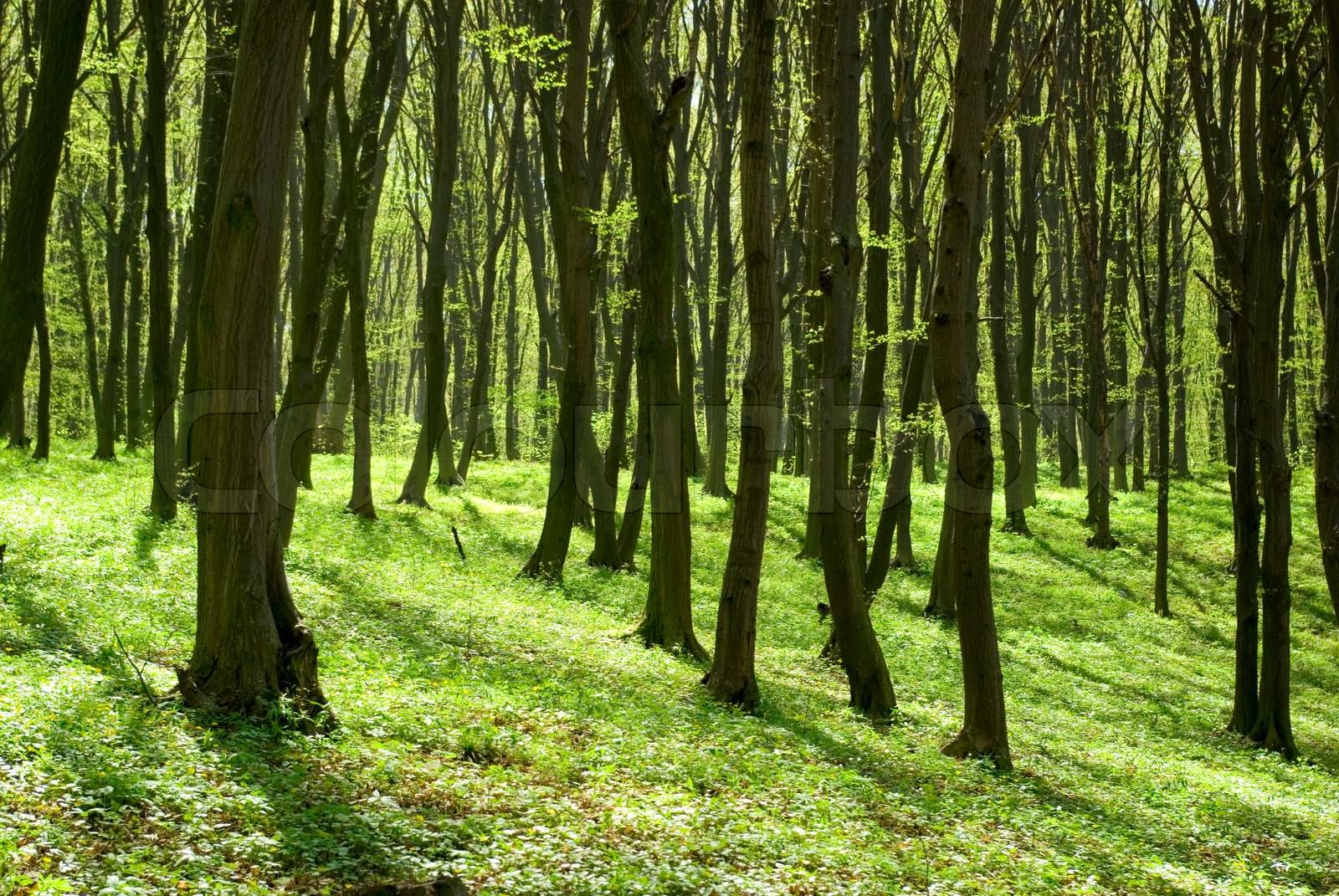 Wald | Stock Bild | Colourbox