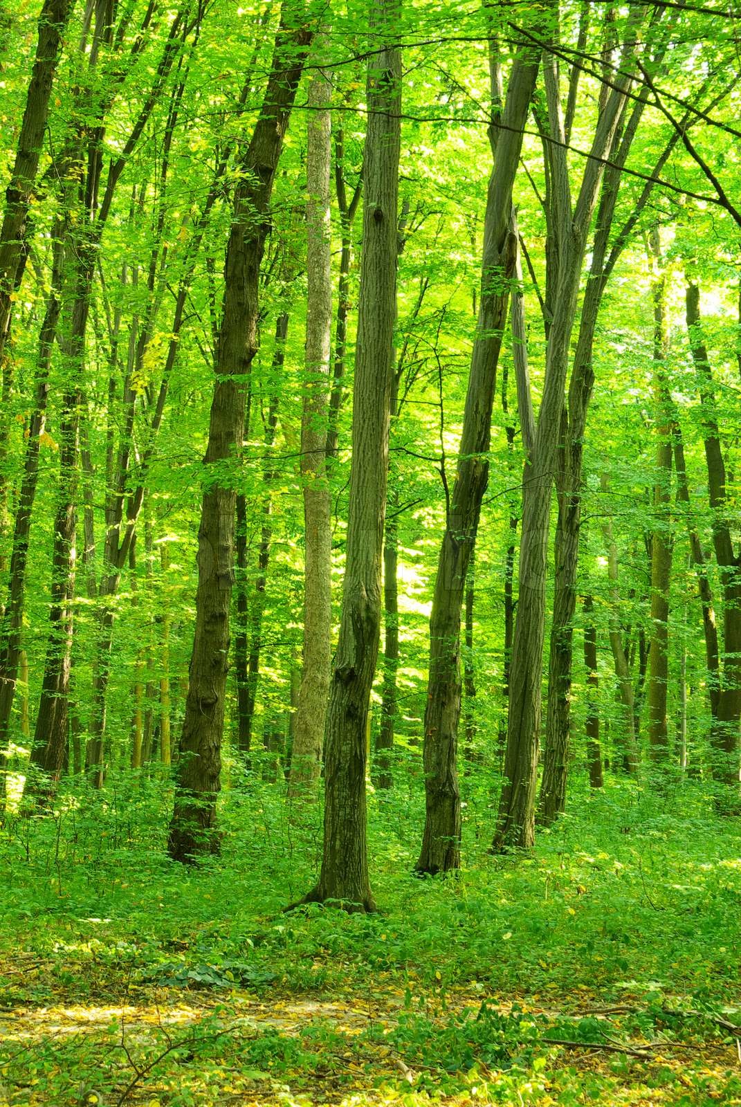 Wald | Stock Bild | Colourbox