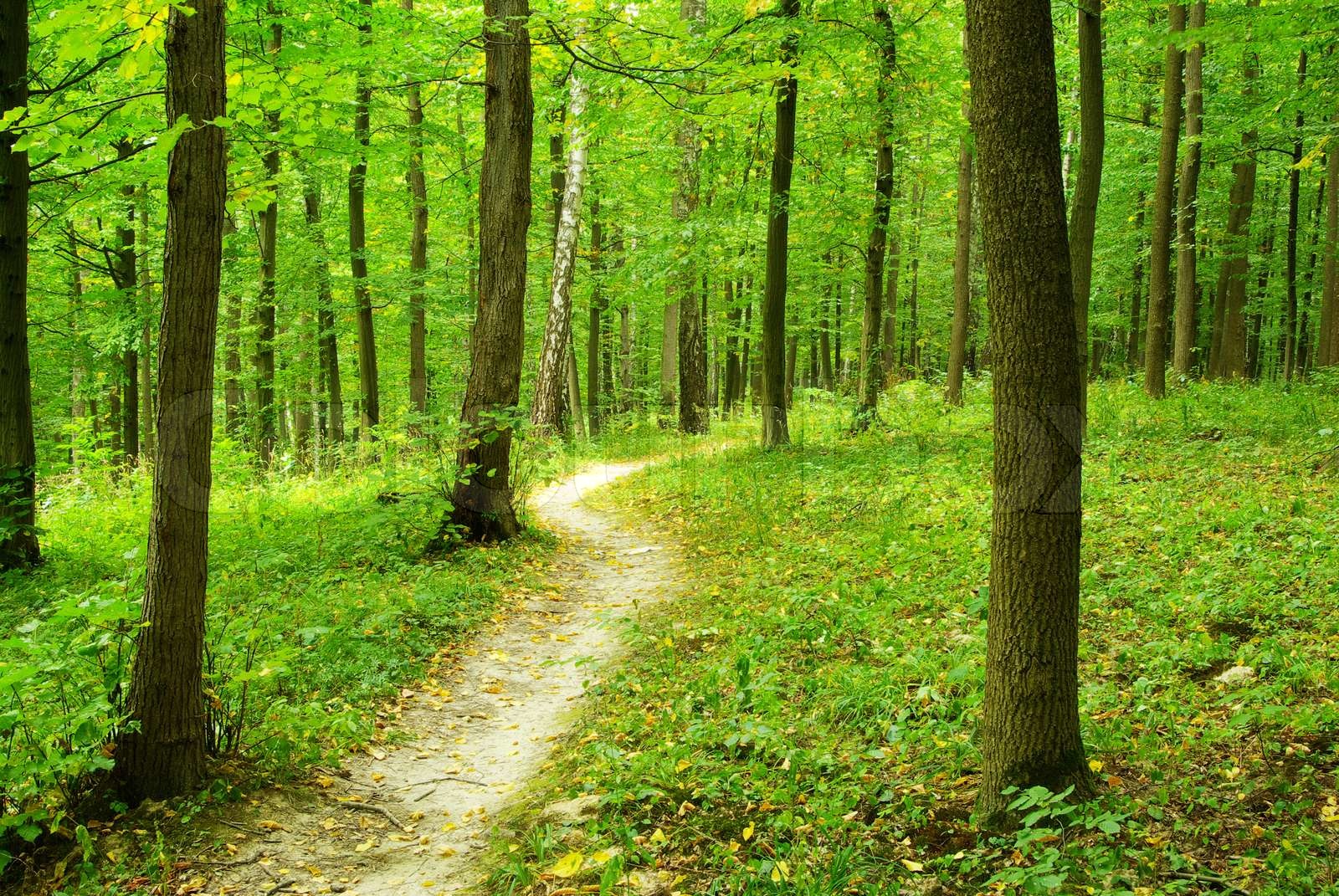 Waldweg | Stock Bild | Colourbox