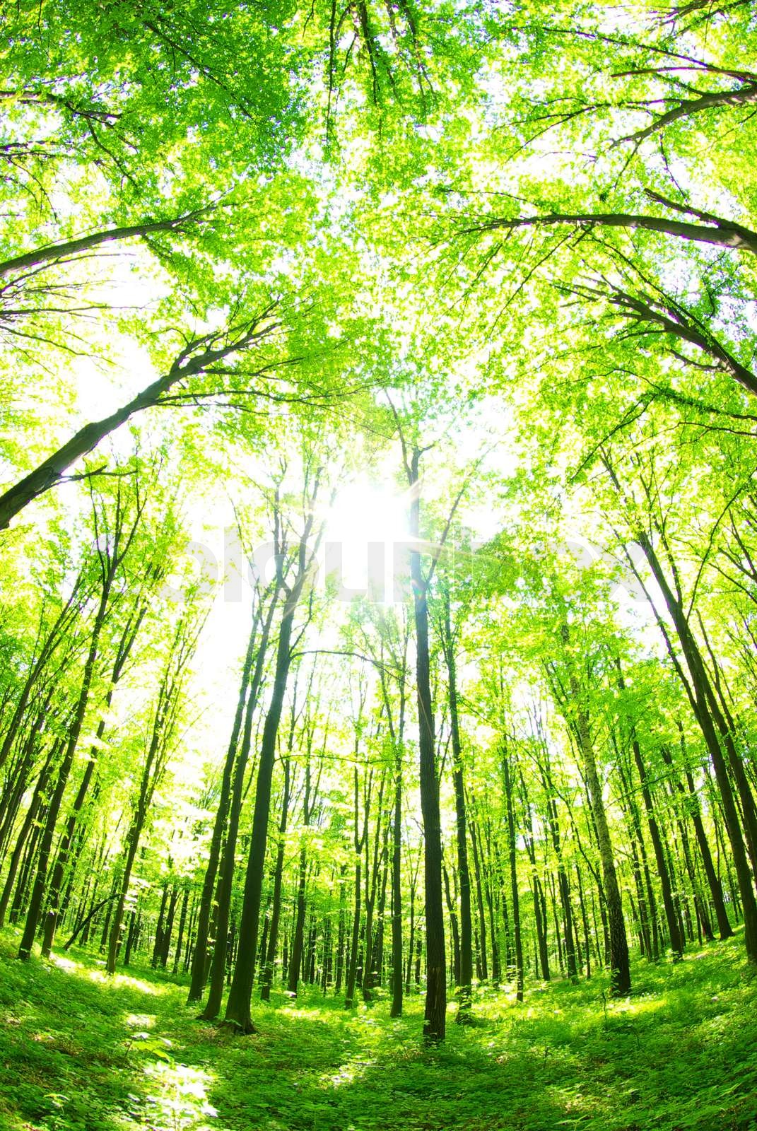 forest | Stock image | Colourbox