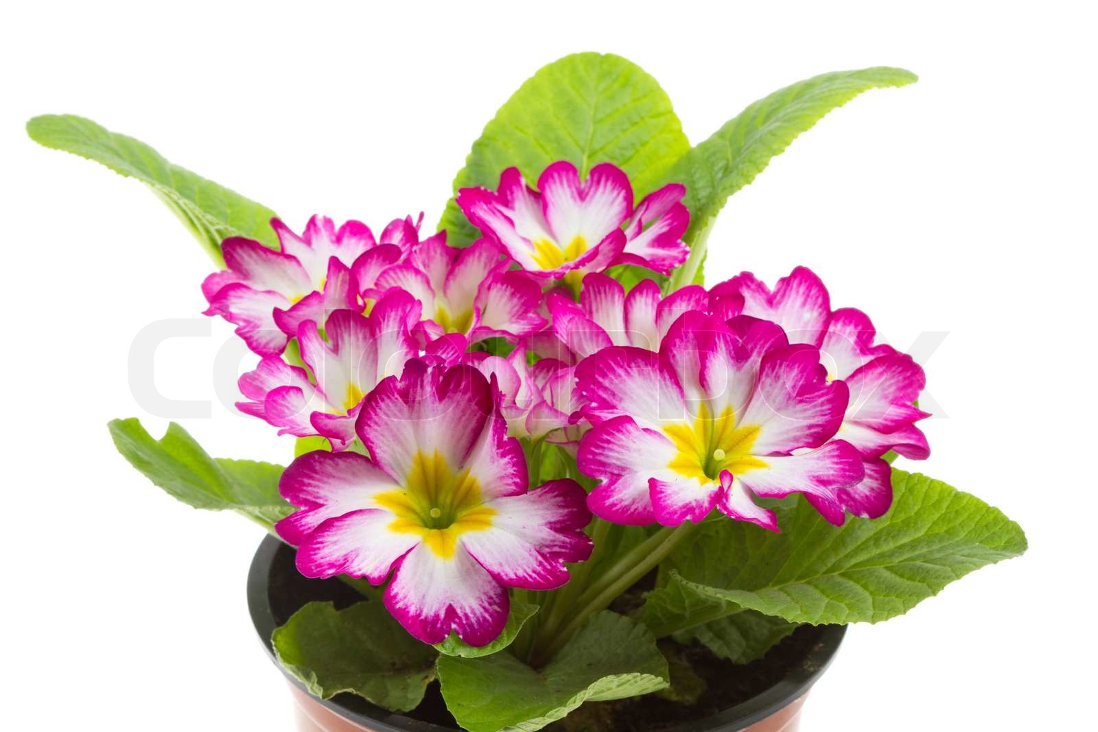 Red primrose | Stock image | Colourbox