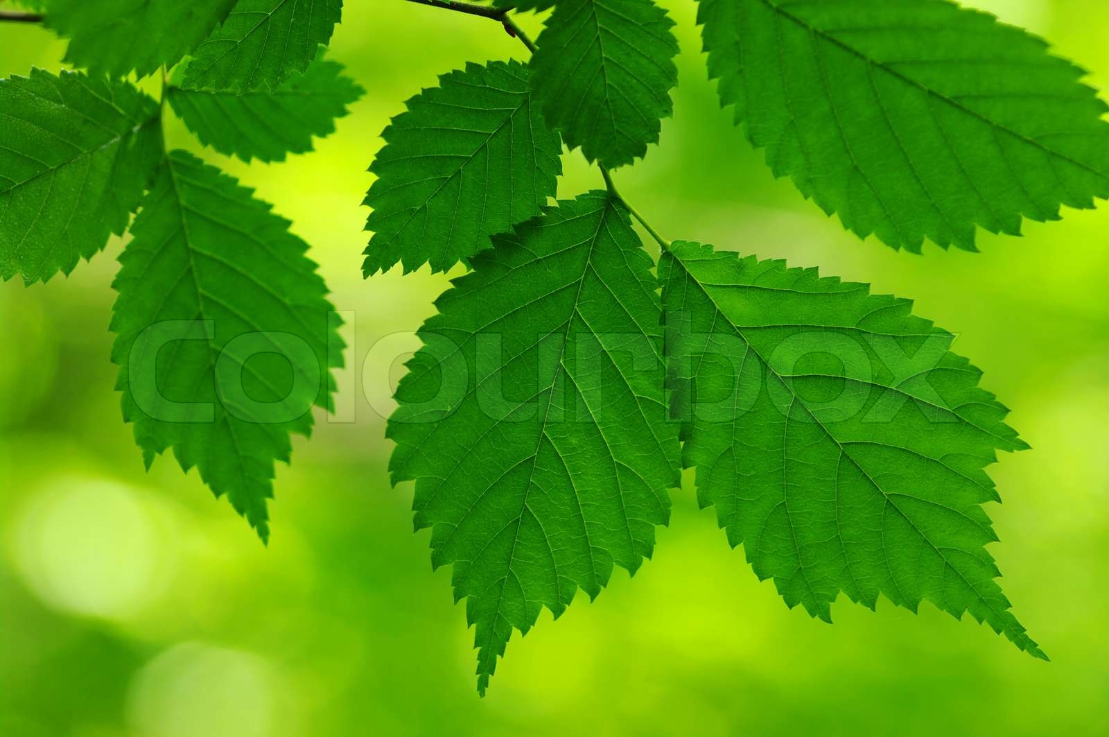 grüne Blätter | Stock Bild | Colourbox