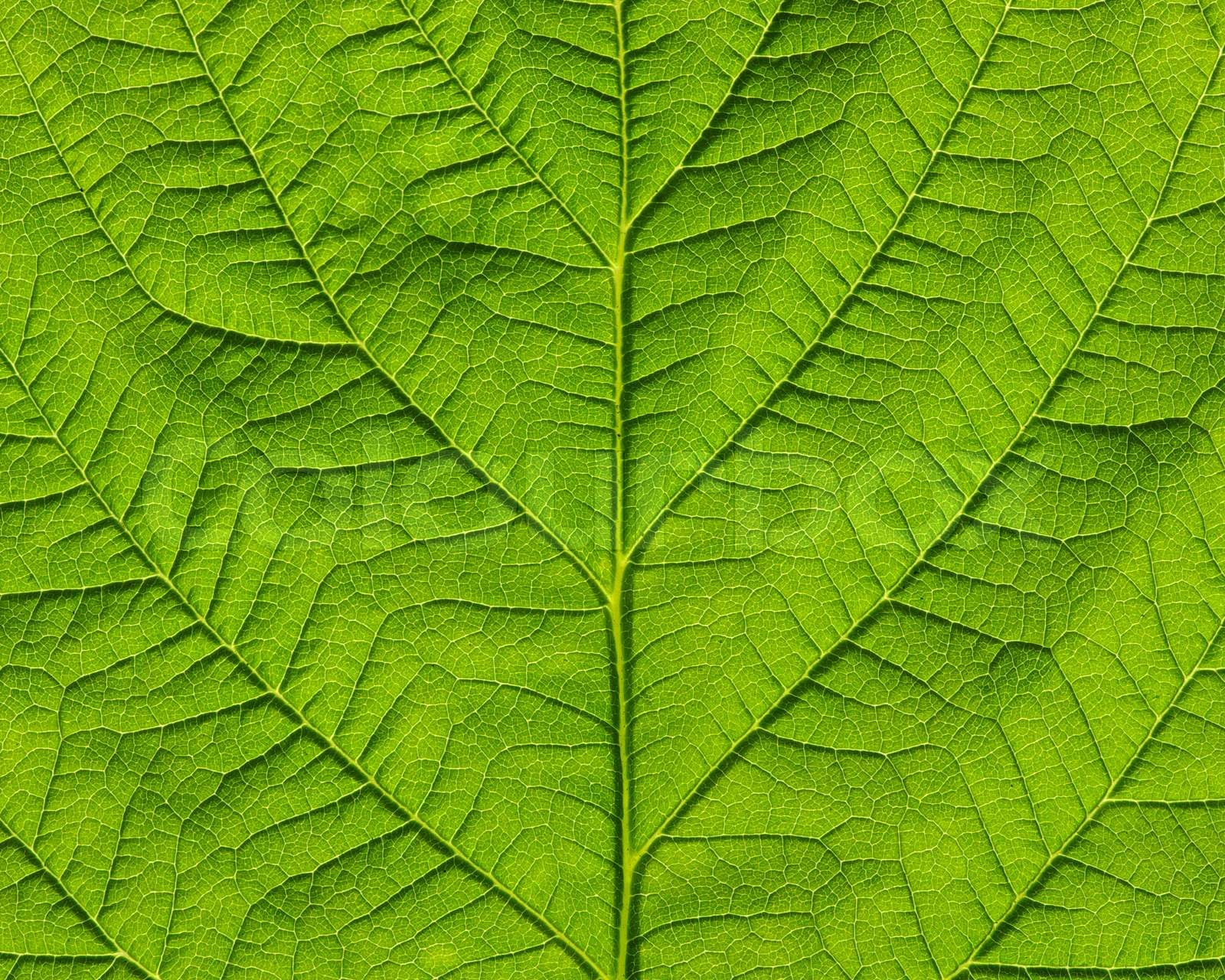 leaf texture | Stock Bild | Colourbox
