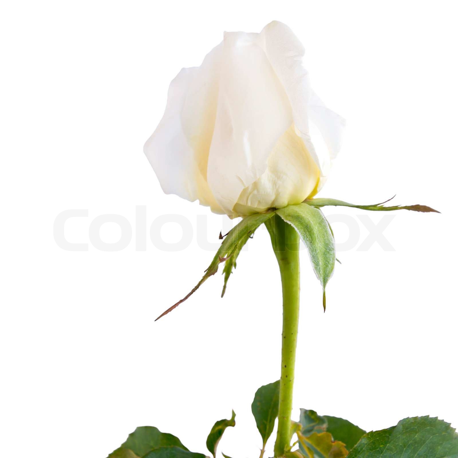 Schöne weiße Rosen auf weißem Hintergrund | Stock Bild | Colourbox