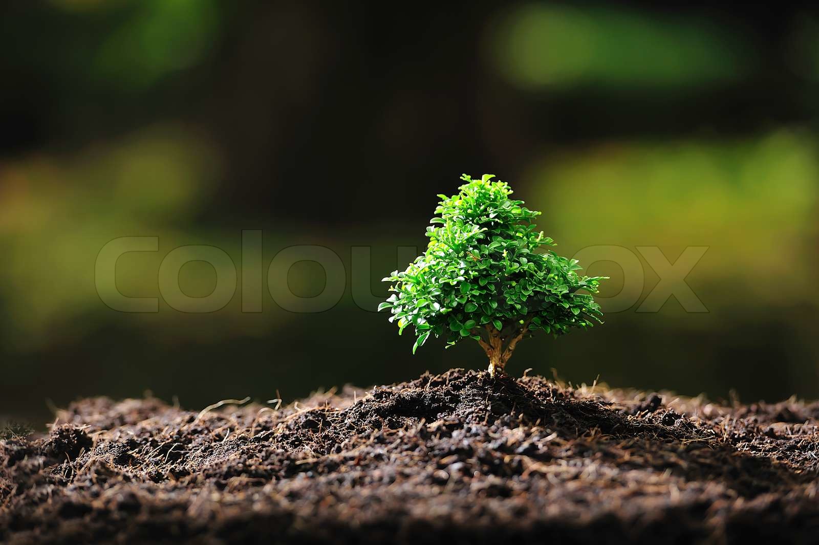 small tree | Stock image | Colourbox