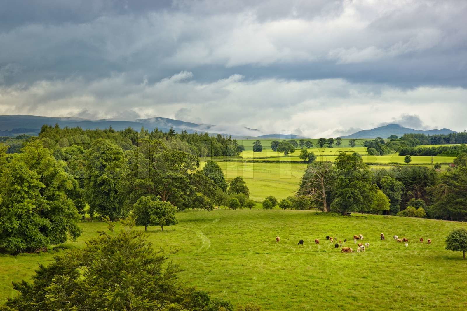 Scottish landscape with cows on meadow | Stock image | Colourbox