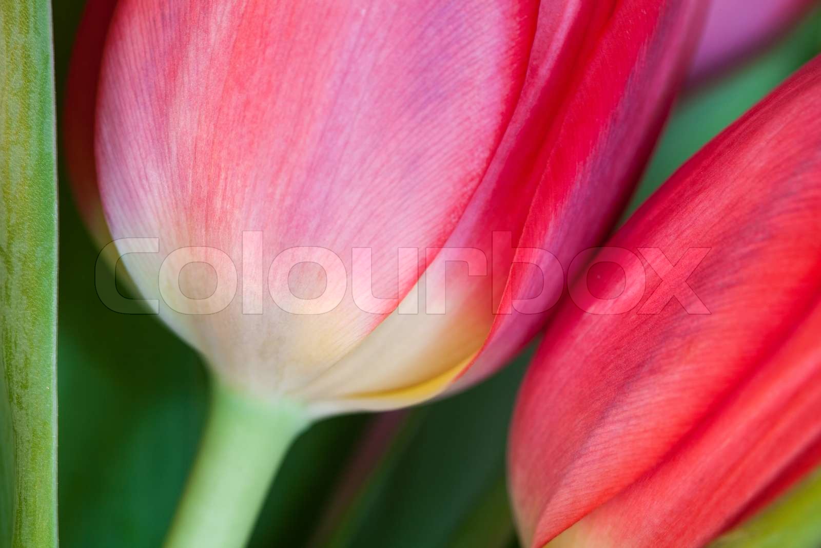 zwei Blumen | Stock Bild | Colourbox