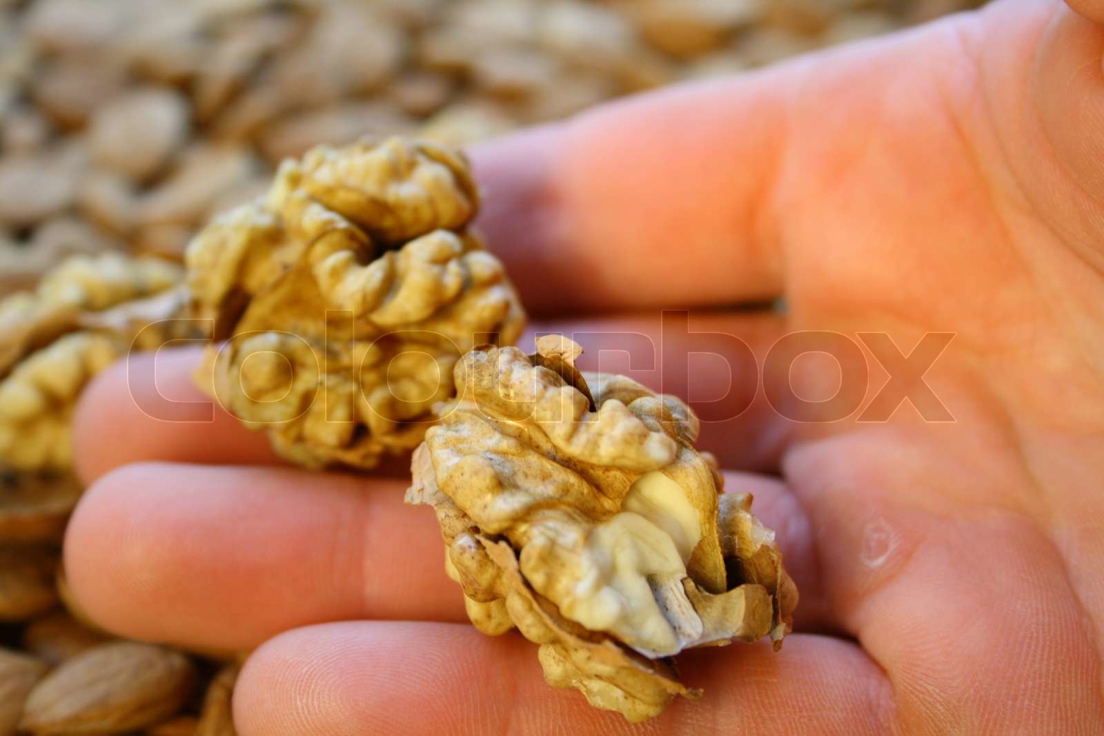 nuts in a hand | Stock image | Colourbox