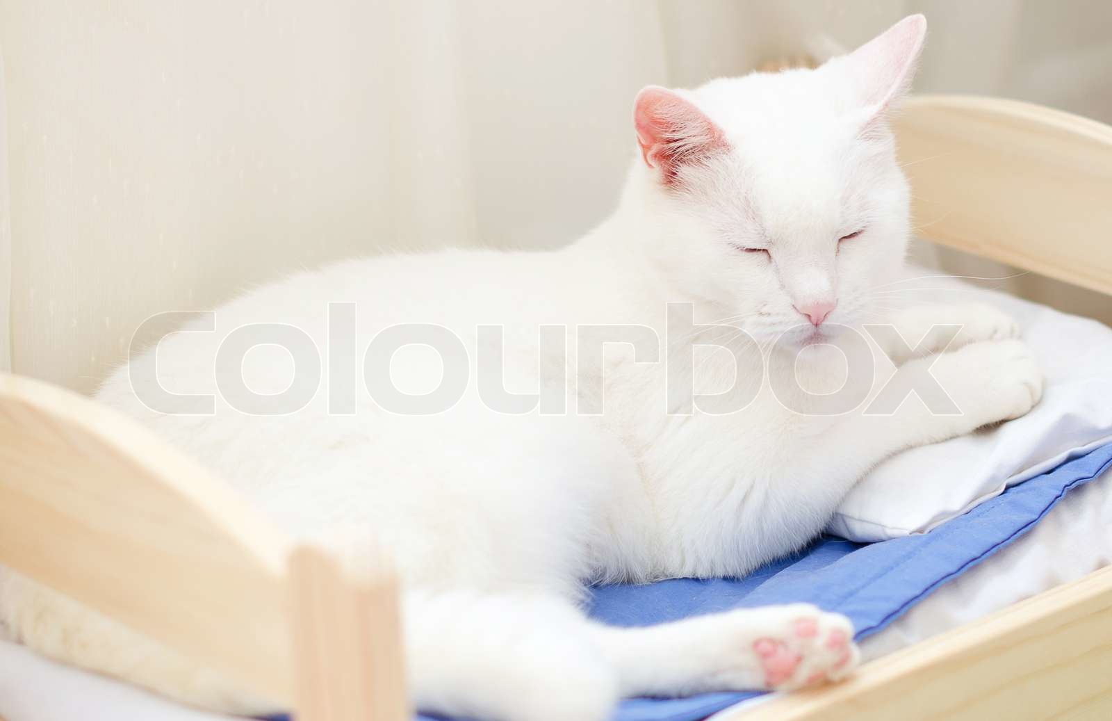 White cat sleeping in bed | Stock image | Colourbox