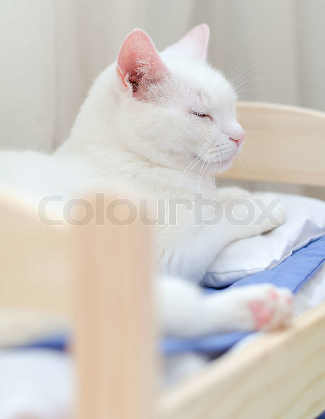 White cat sleeping in bed | Stock image | Colourbox