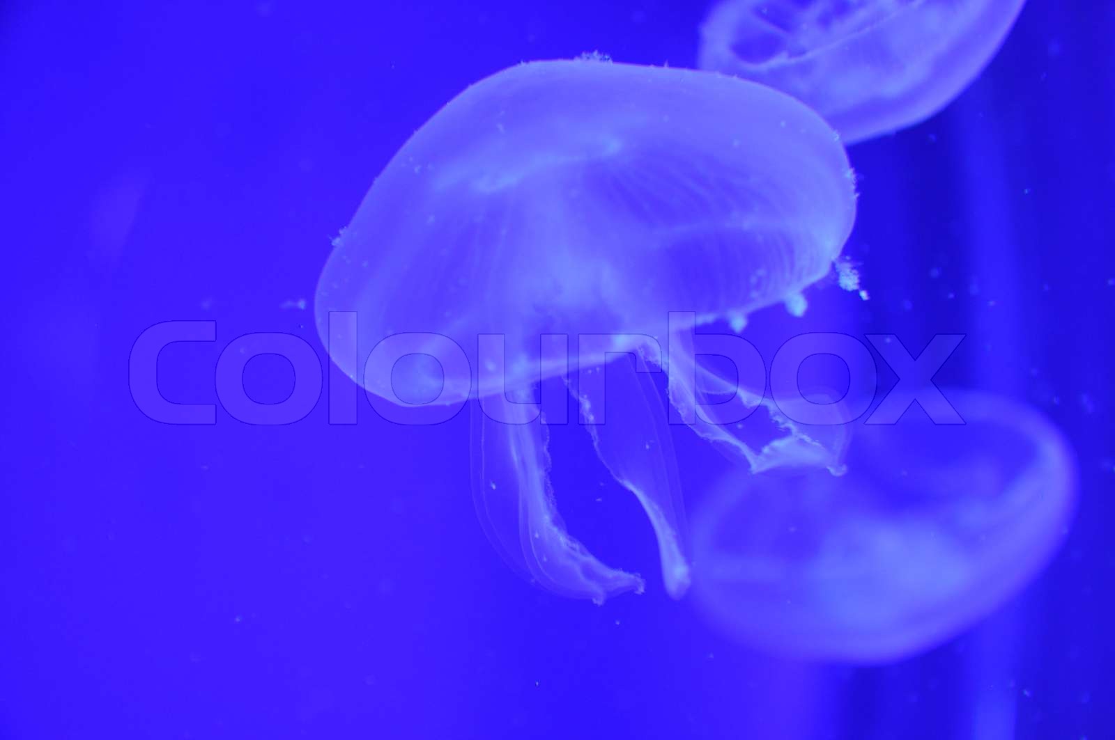Medusa in blue water | Stock image | Colourbox