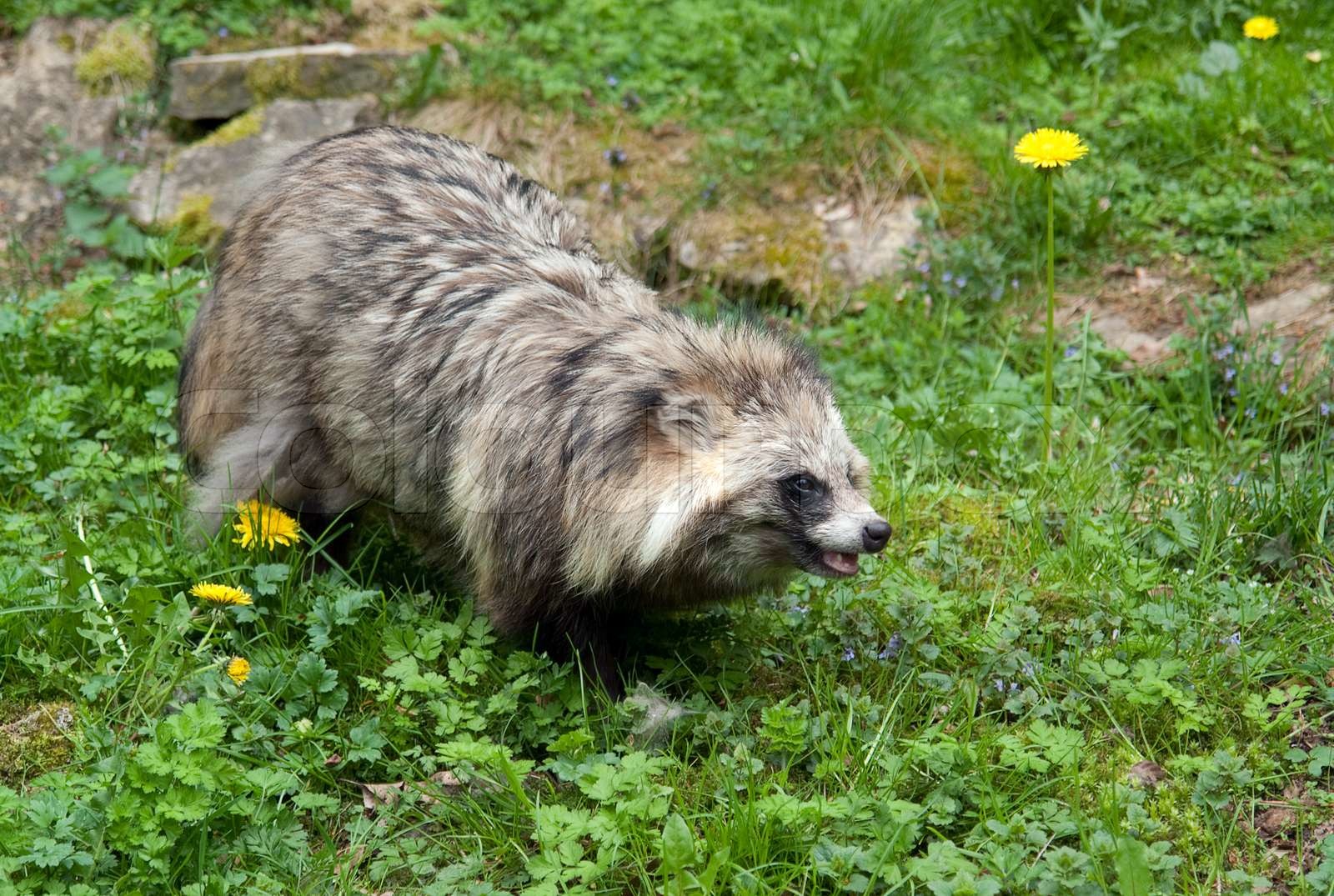 mårhund | Stock foto | Colourbox