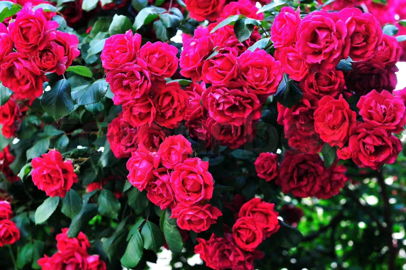 roses bush | Stock image | Colourbox