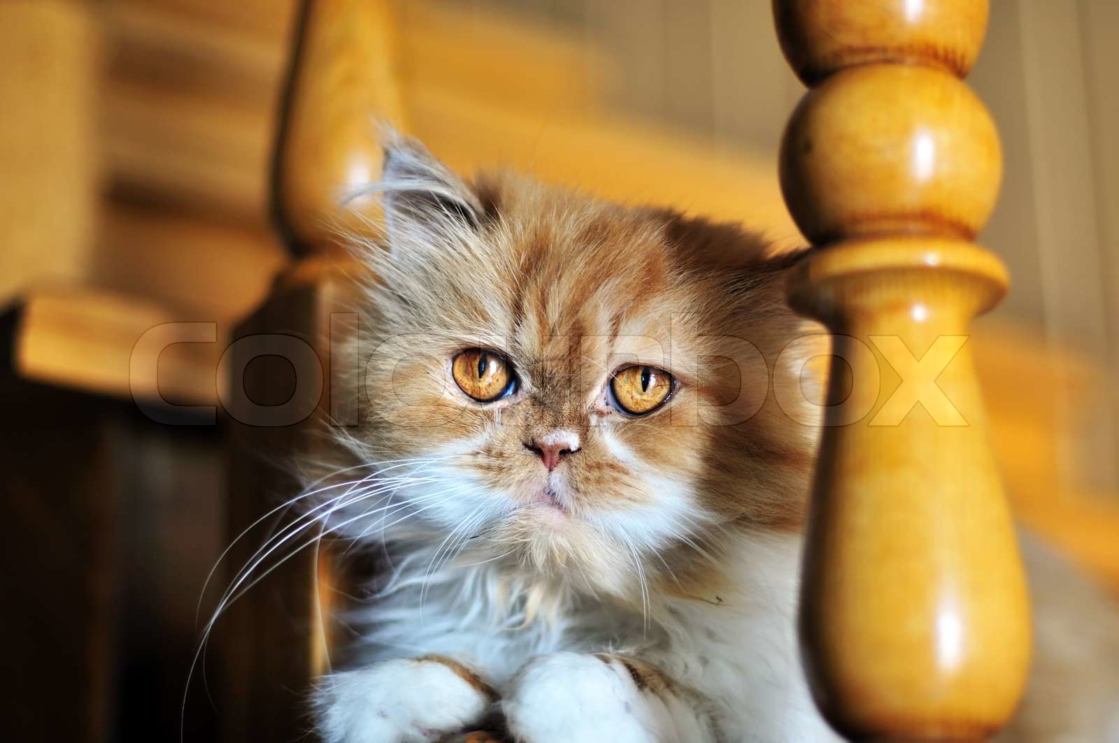 rød perser kat | Stock foto | Colourbox