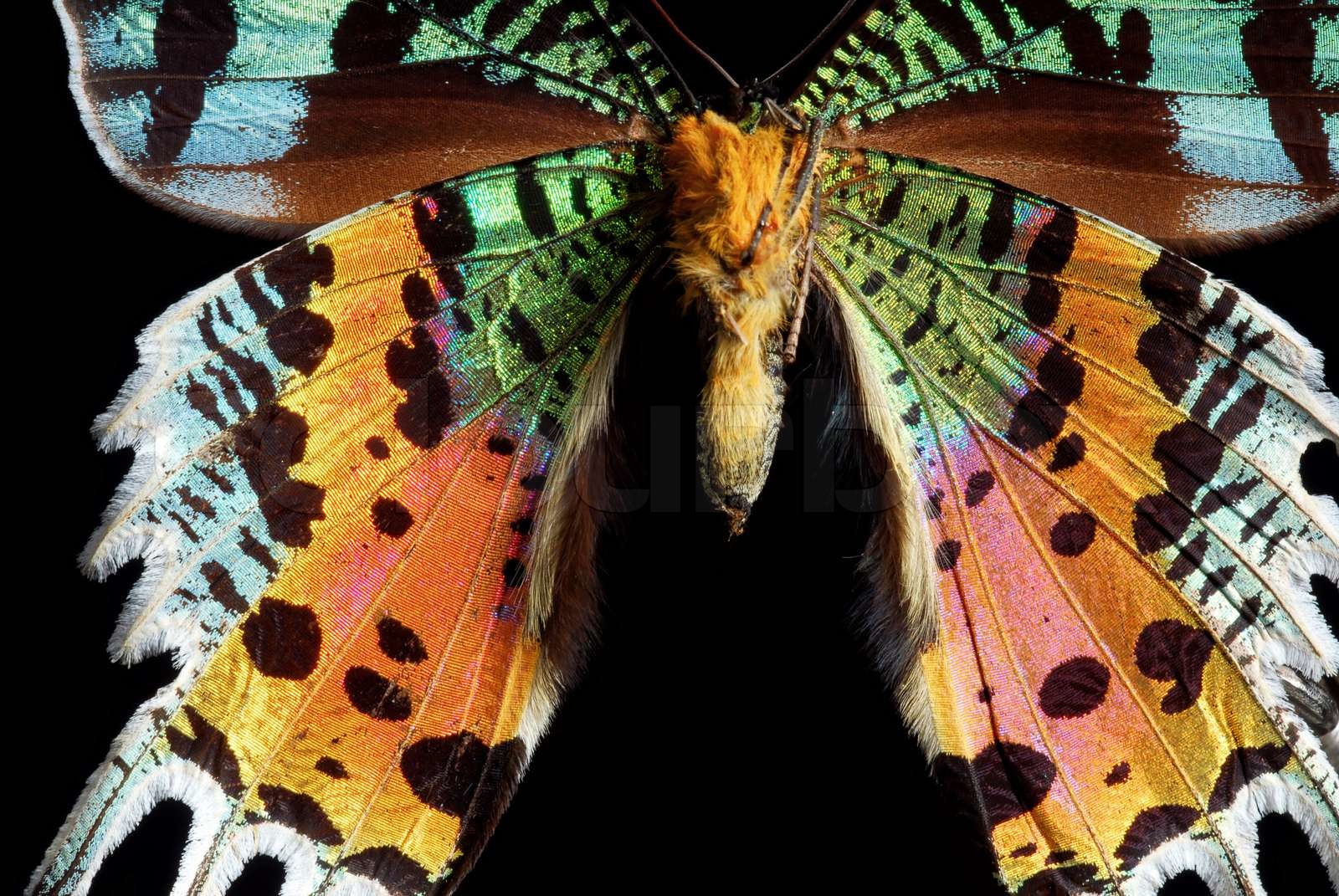 "Sunset Moth" Urania riphaeus, aka Chrysiridia madagascariensis ...