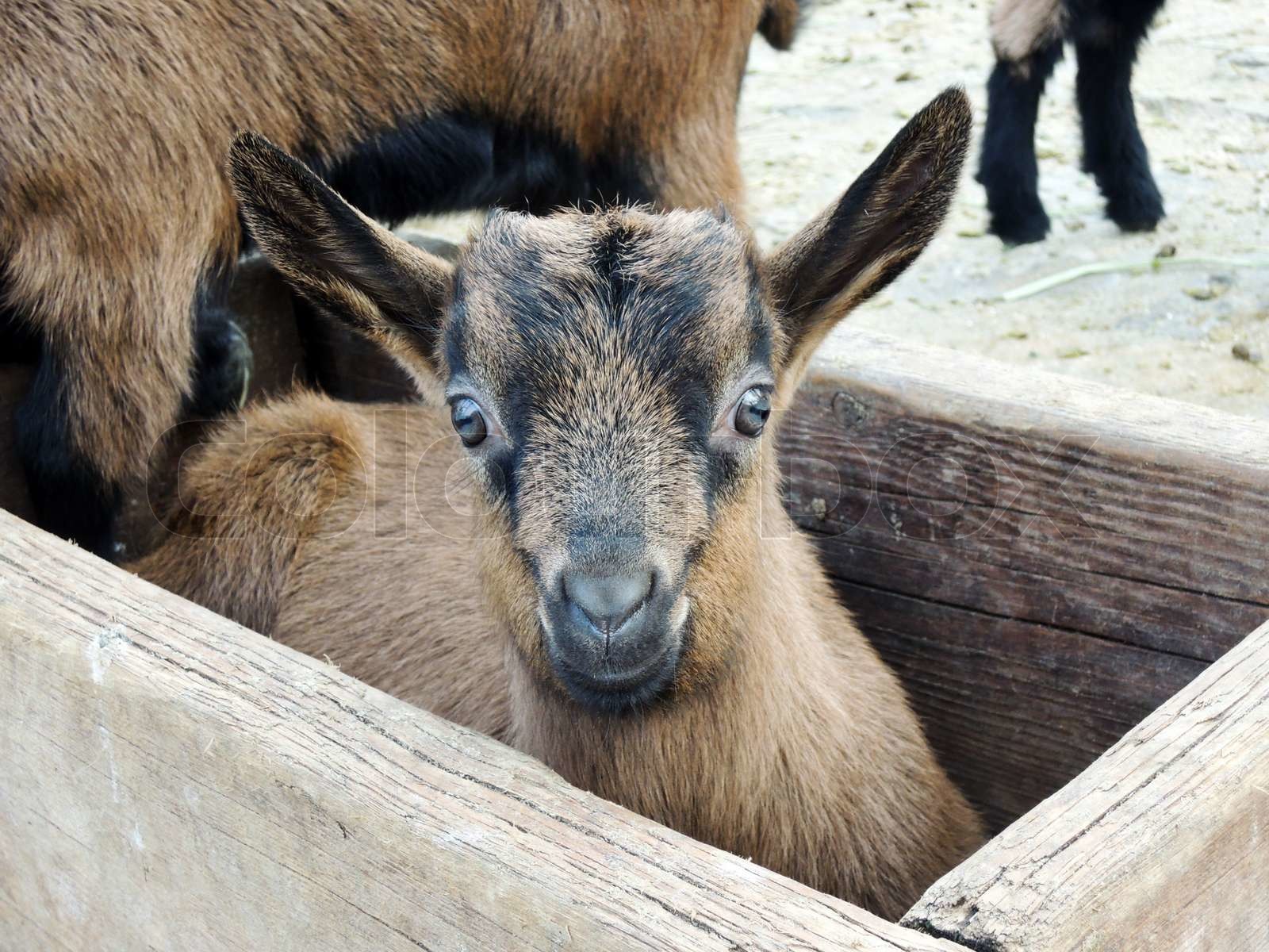 Cute Baby Ziege | Stock Bild | Colourbox