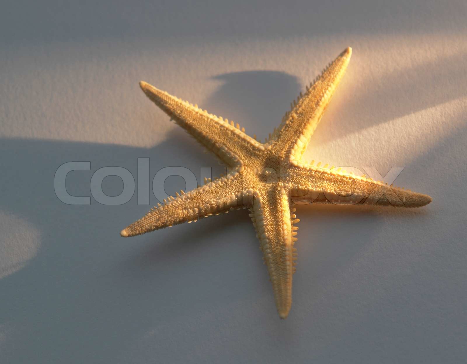 Seestern | Stock Bild | Colourbox