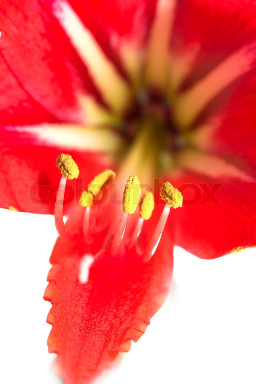 yellow stamens red flower macro | Stock image | Colourbox