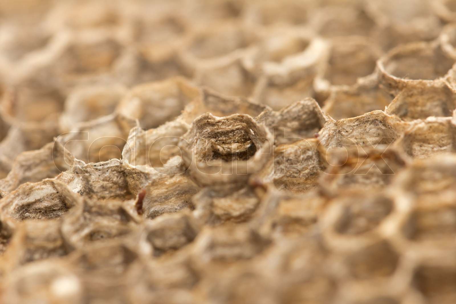 schöne Waben , Hintergrund | Stock Bild | Colourbox