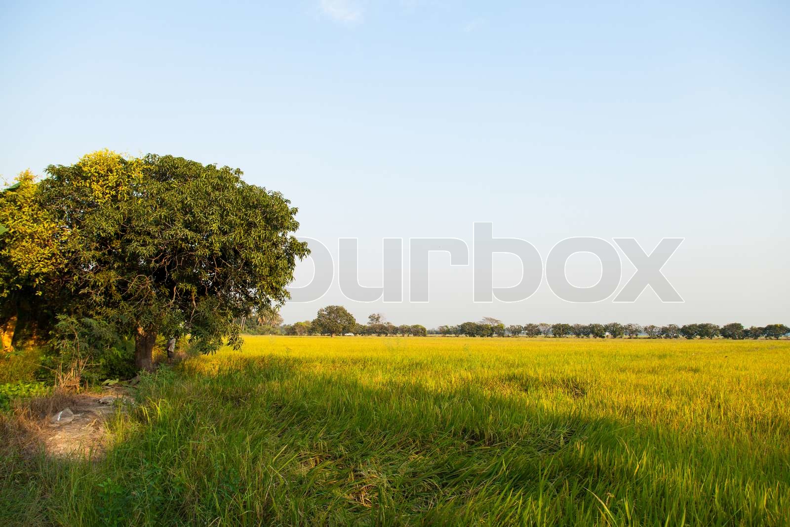 Large tree in rice fields | Stock image | Colourbox