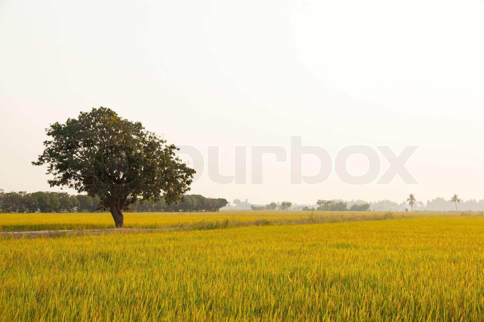 Large tree in rice fields | Stock image | Colourbox