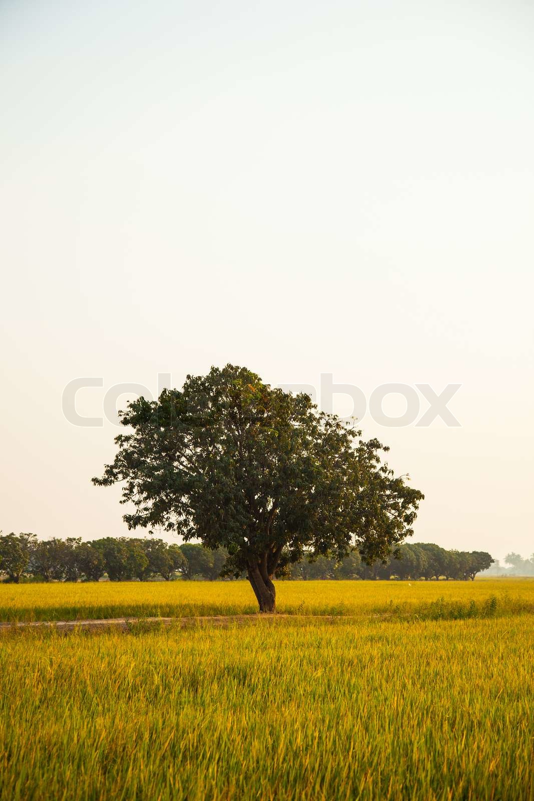 Large tree in rice fields | Stock image | Colourbox