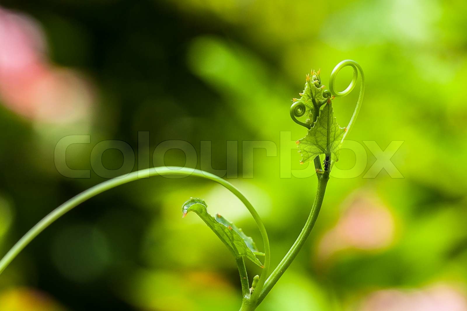 Natural curve | Stock image | Colourbox