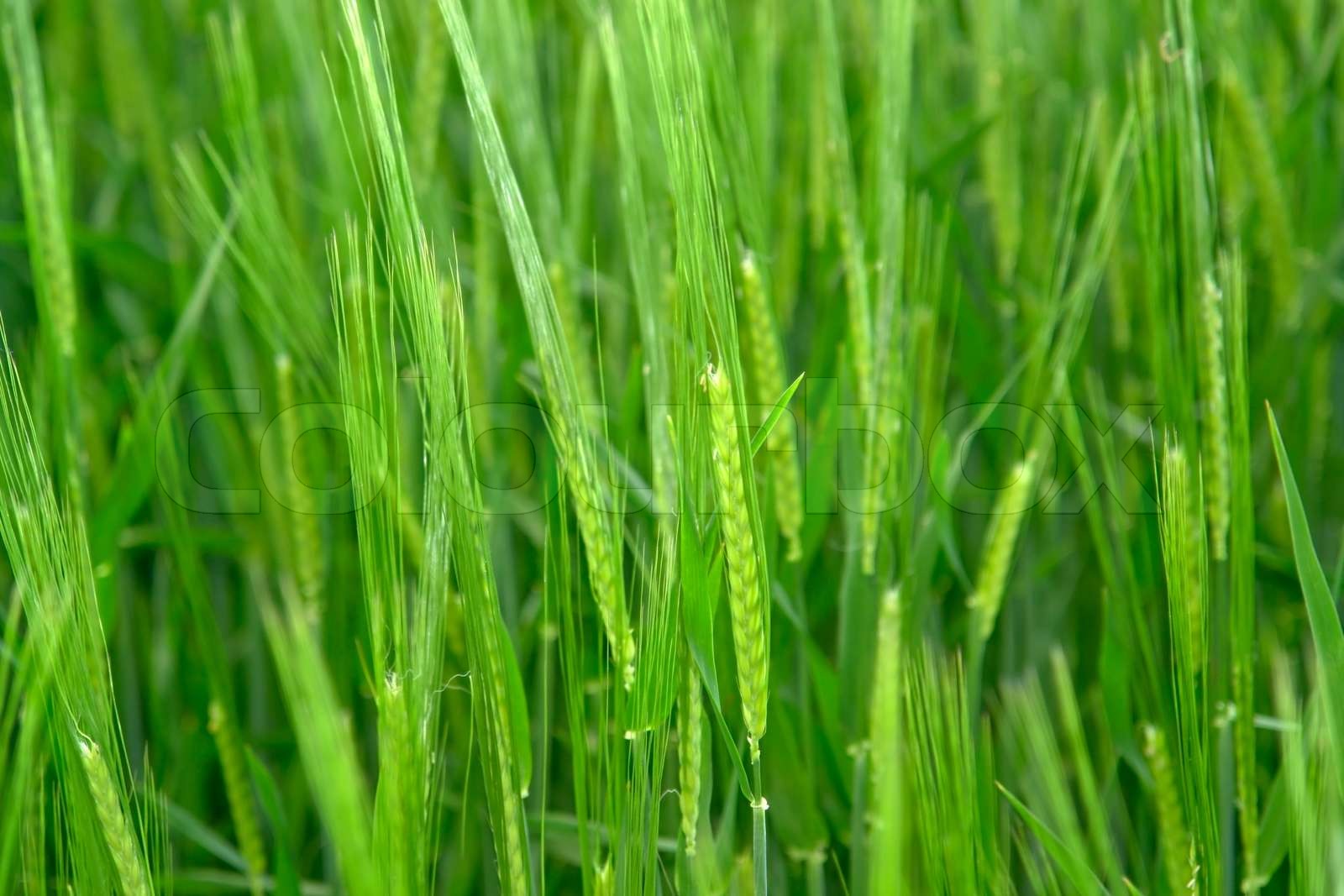 fresh green grain | Stock image | Colourbox