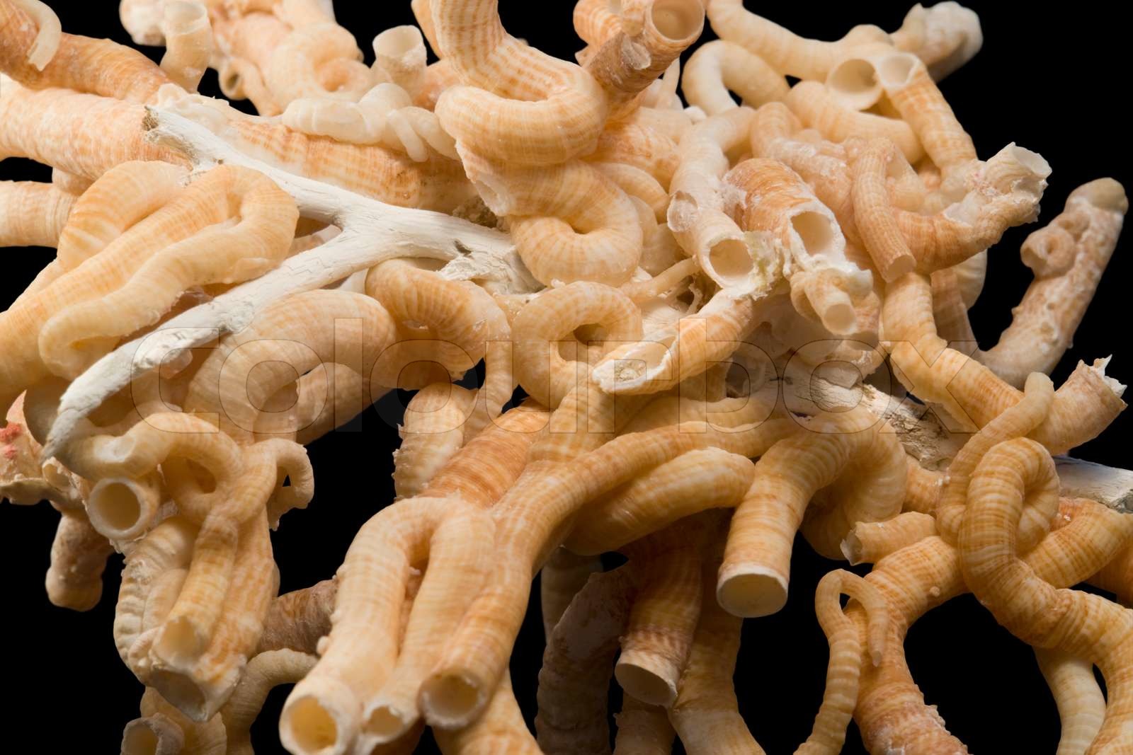 serpulid worm tubes | Stock image | Colourbox