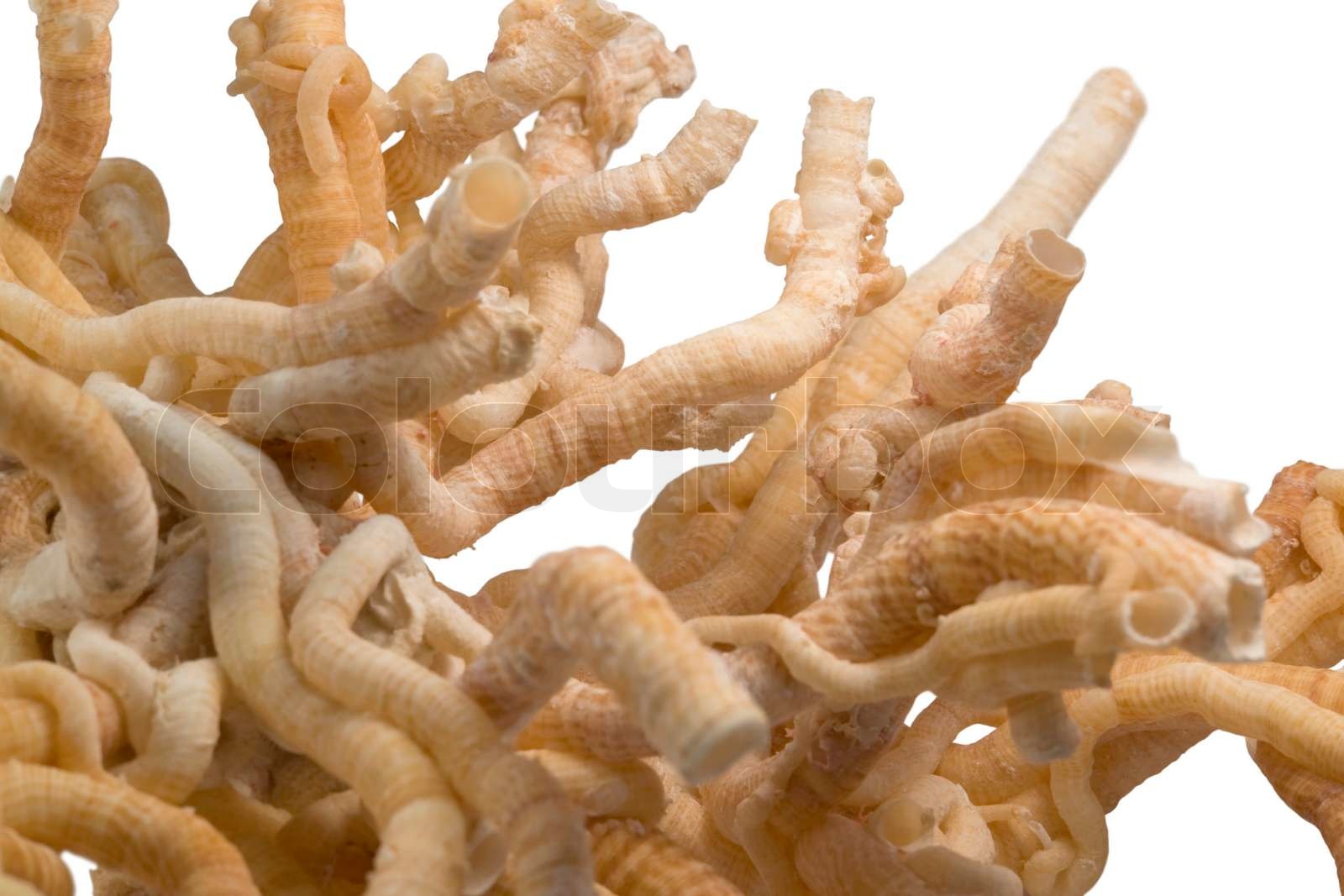 serpulid worm tubes | Stock image | Colourbox
