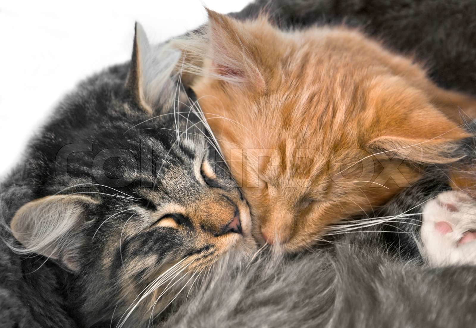 snuggling kittens | Stock image | Colourbox