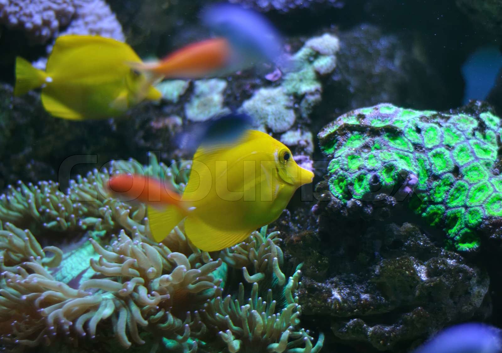 yellow tang on a coral reef | Stock image | Colourbox