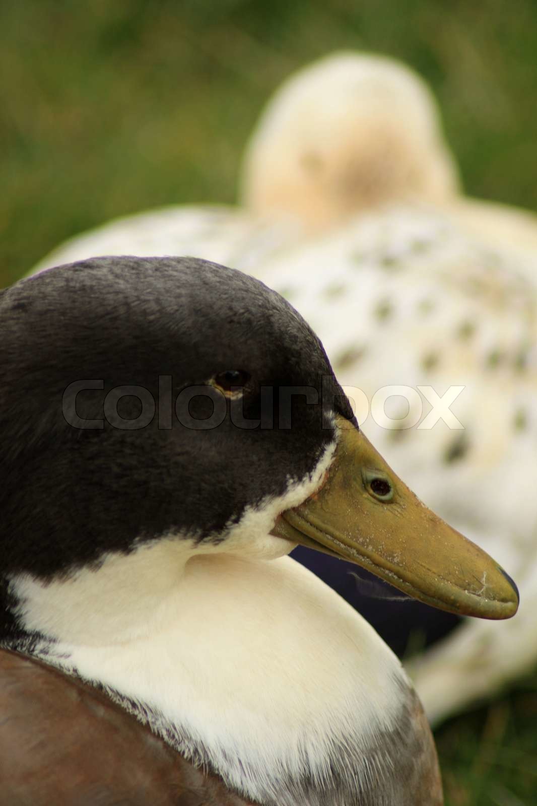 Laughing duck. | Stock image | Colourbox