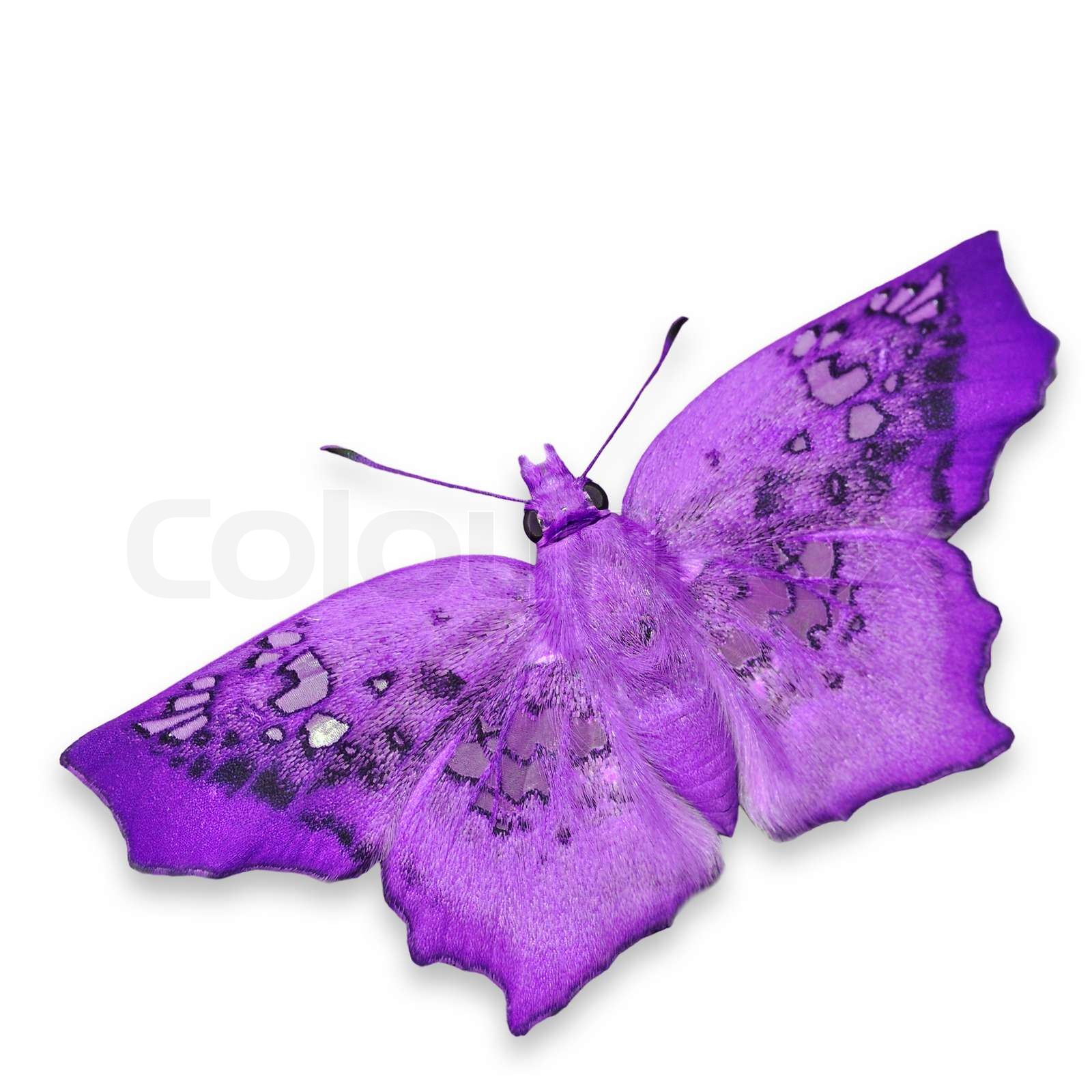 Purple butterfly | Stock image | Colourbox