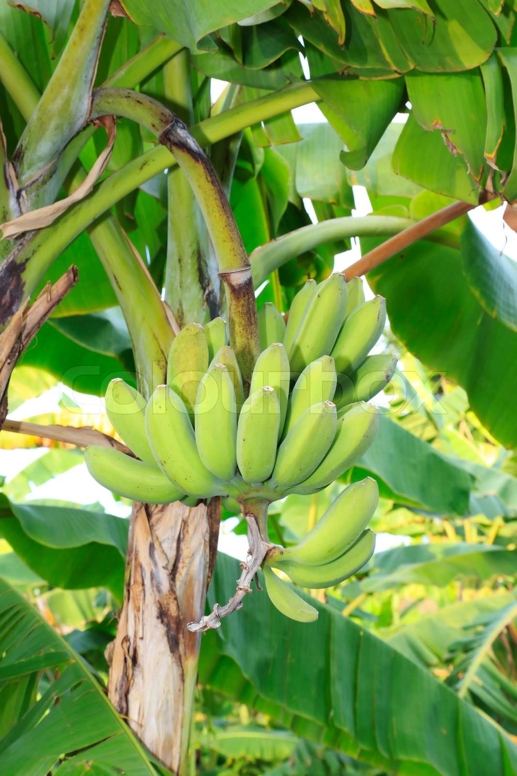 Bananenbaum | Stock Bild | Colourbox