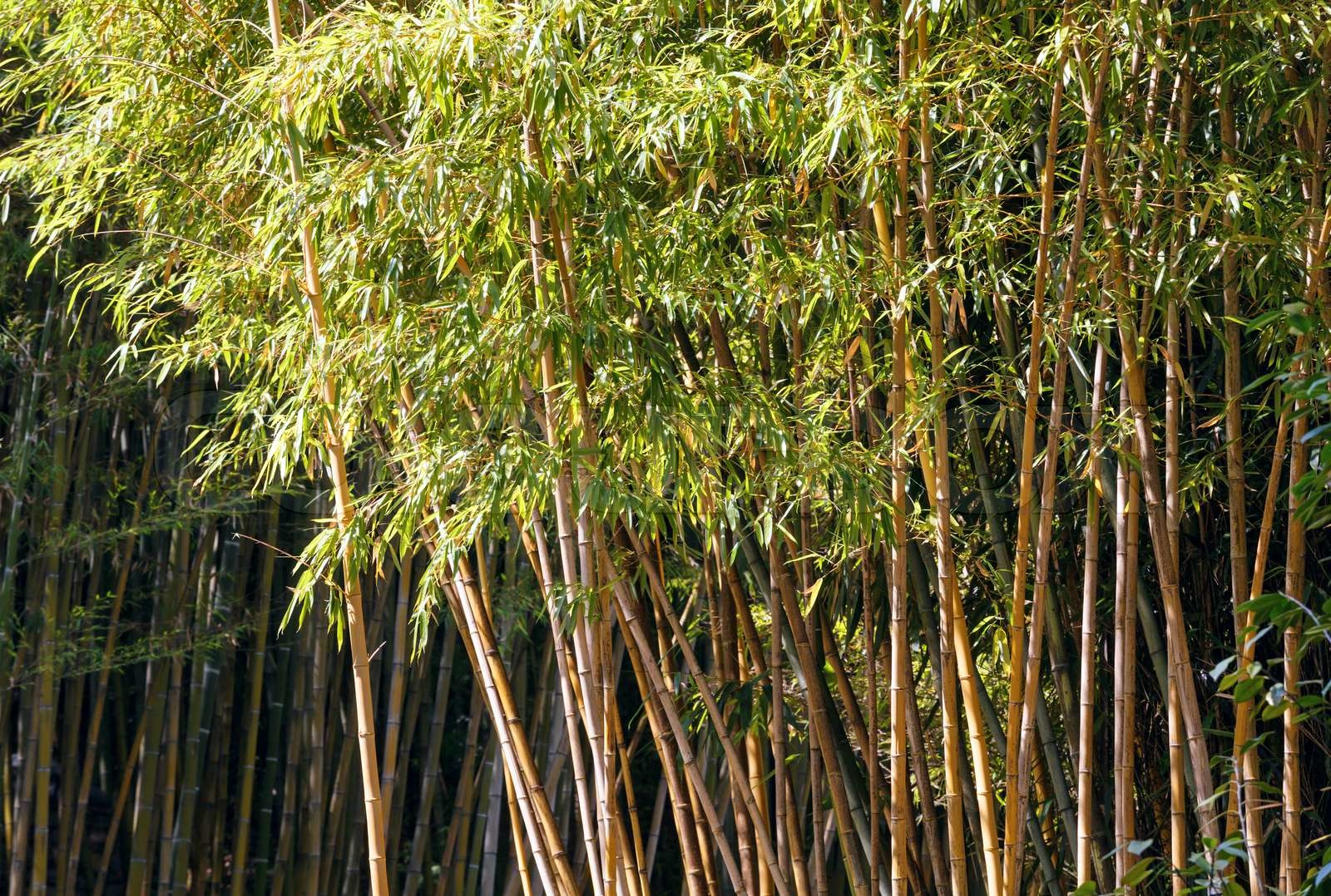 bamboo tree | Stock image | Colourbox