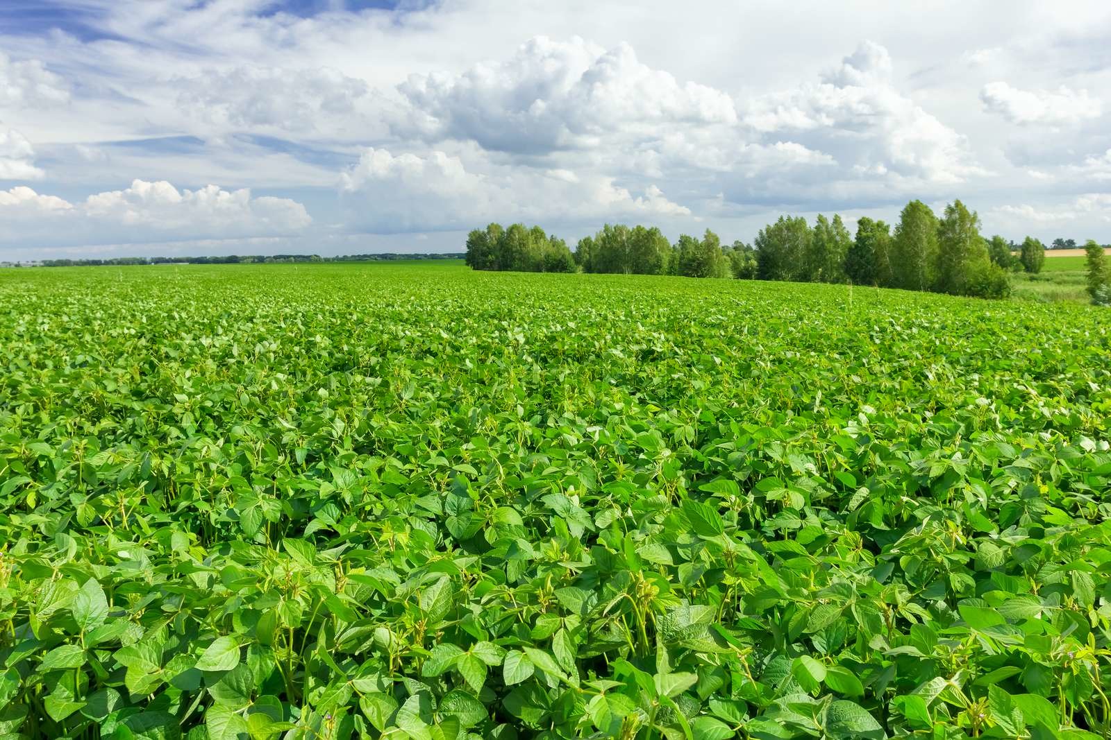Soybean field | Stock image | Colourbox