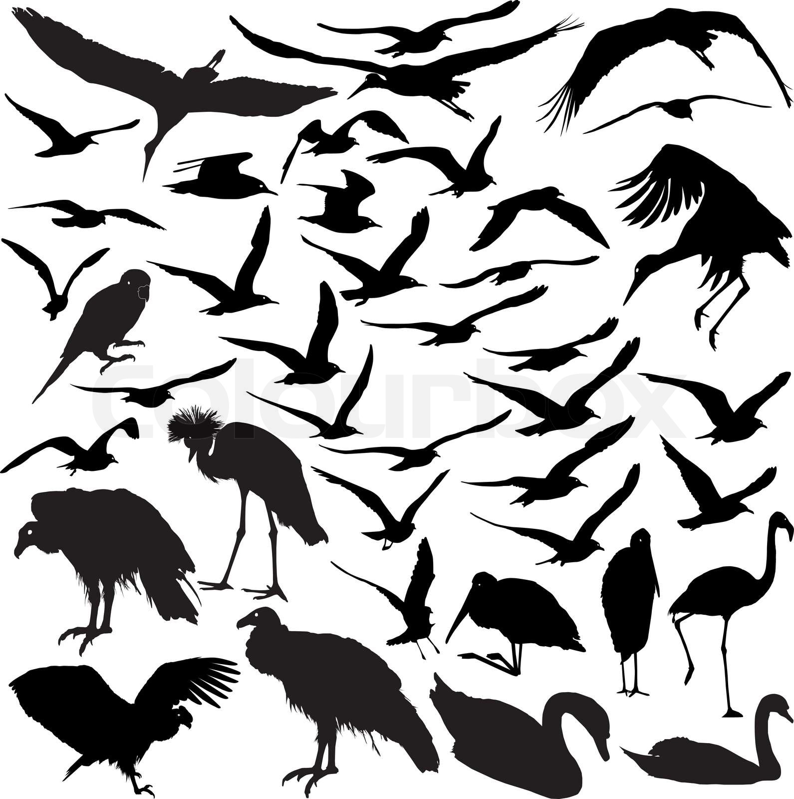 Set of vector birds | Stock vector | Colourbox