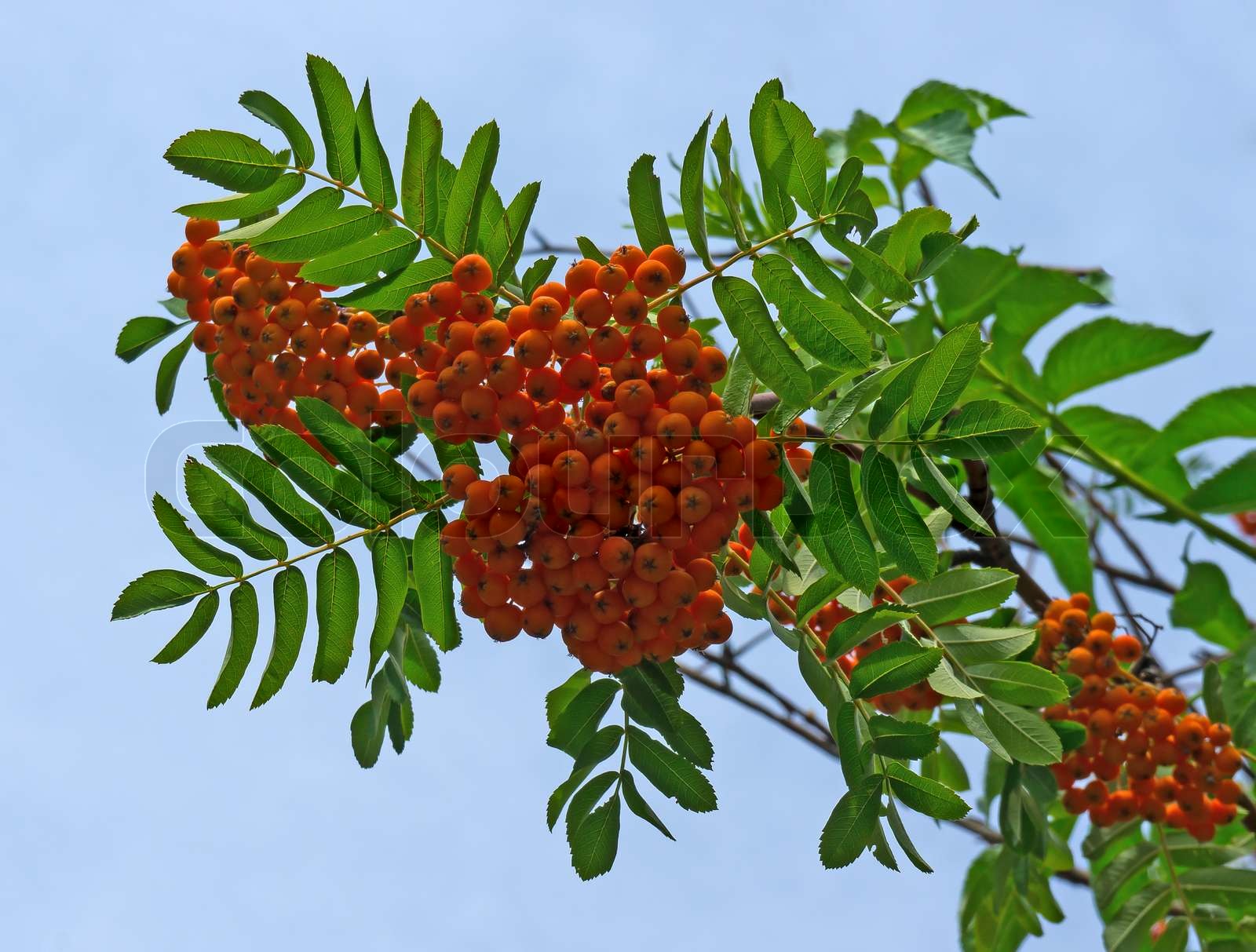 Rowan berries | Stock image | Colourbox
