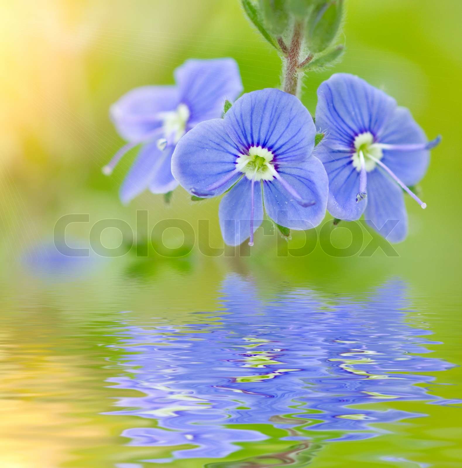 Blue buttercup | Stock image | Colourbox