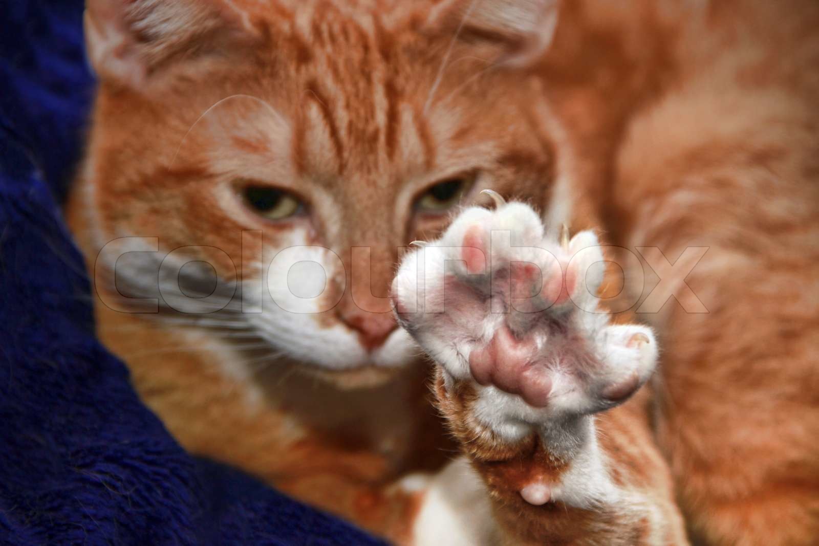 cute cat stretching | Stock image | Colourbox