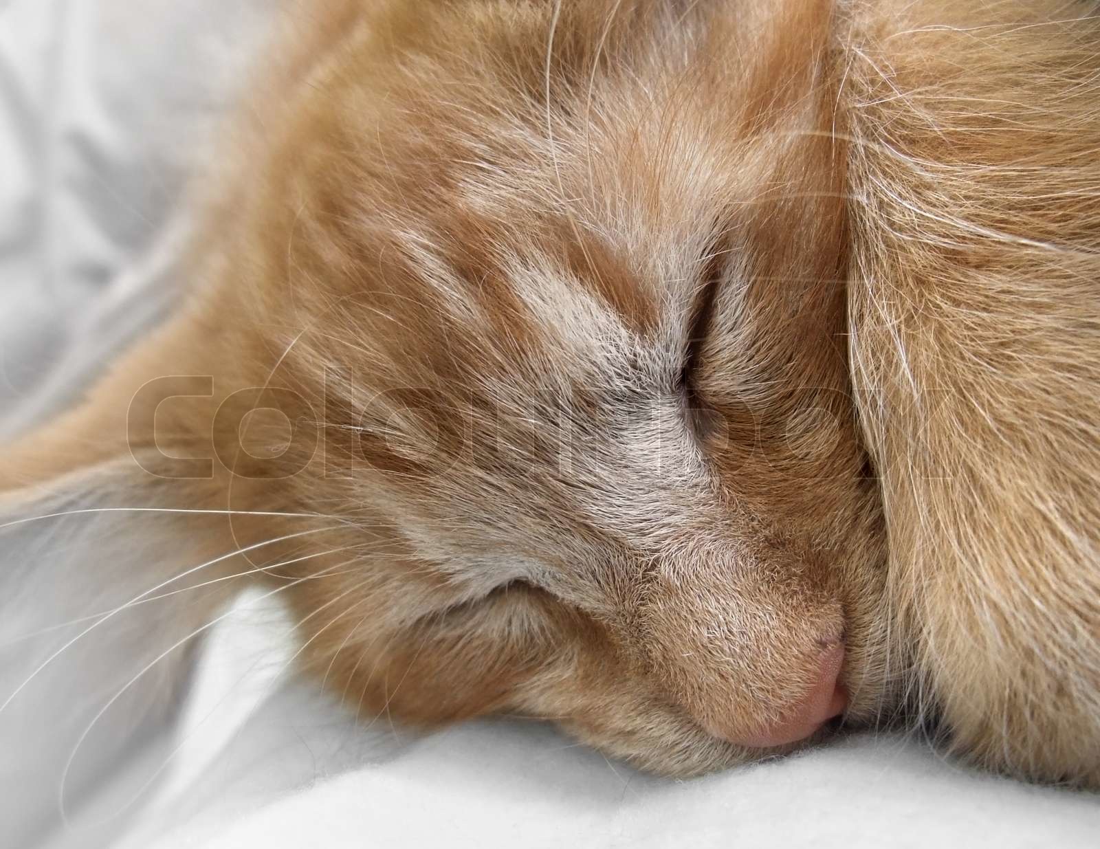 sleeping cat portrait | Stock image | Colourbox
