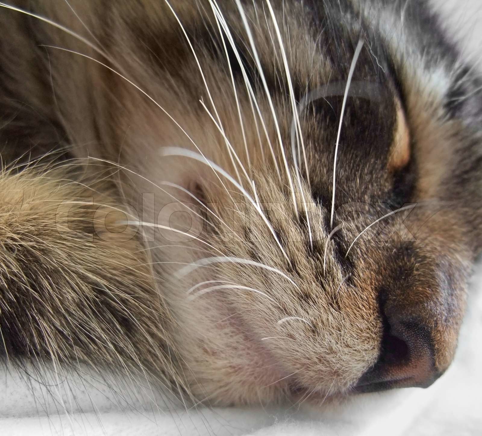 sleeping cat portrait | Stock image | Colourbox