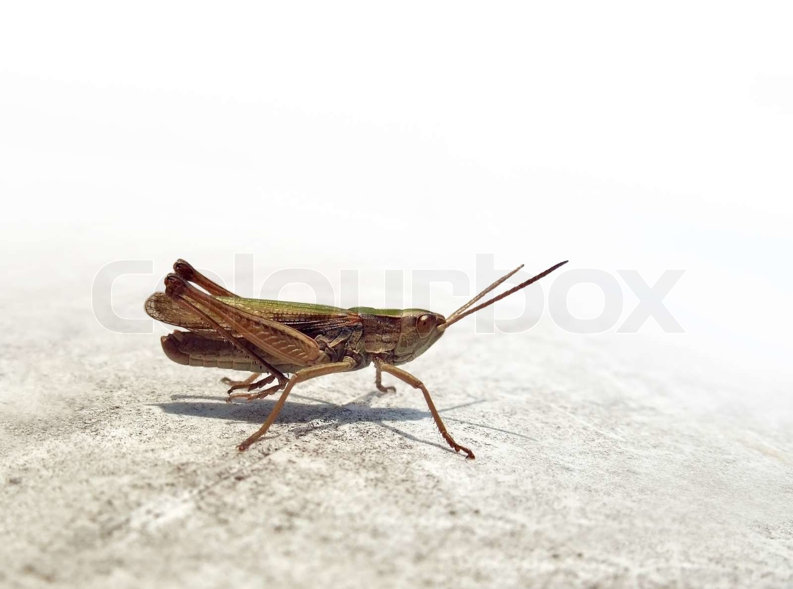 small grasshopper | Stock image | Colourbox