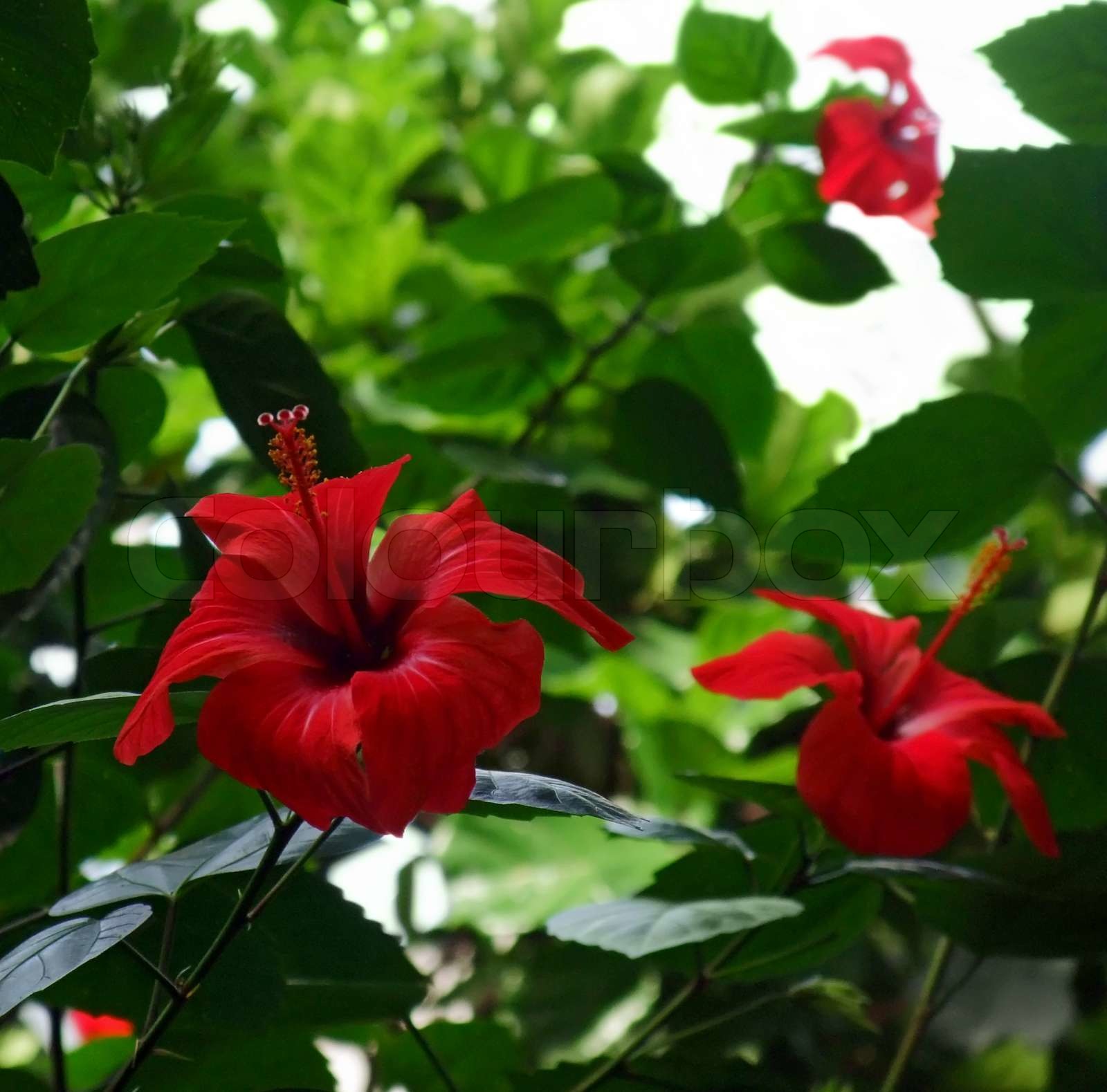 røde tropiske blomster | Stock foto | Colourbox