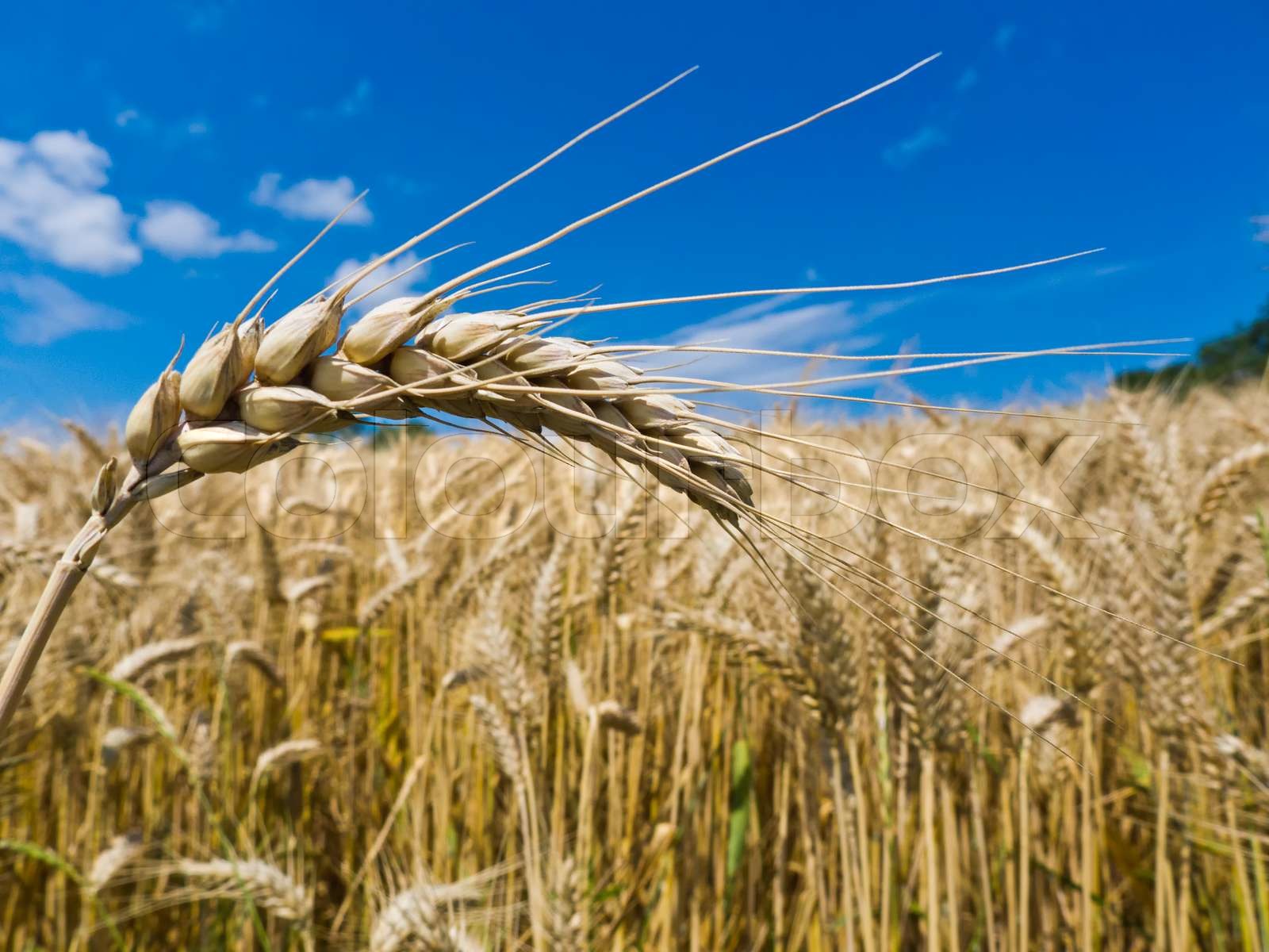 Gerste auf einem Feld | Stock Bild | Colourbox