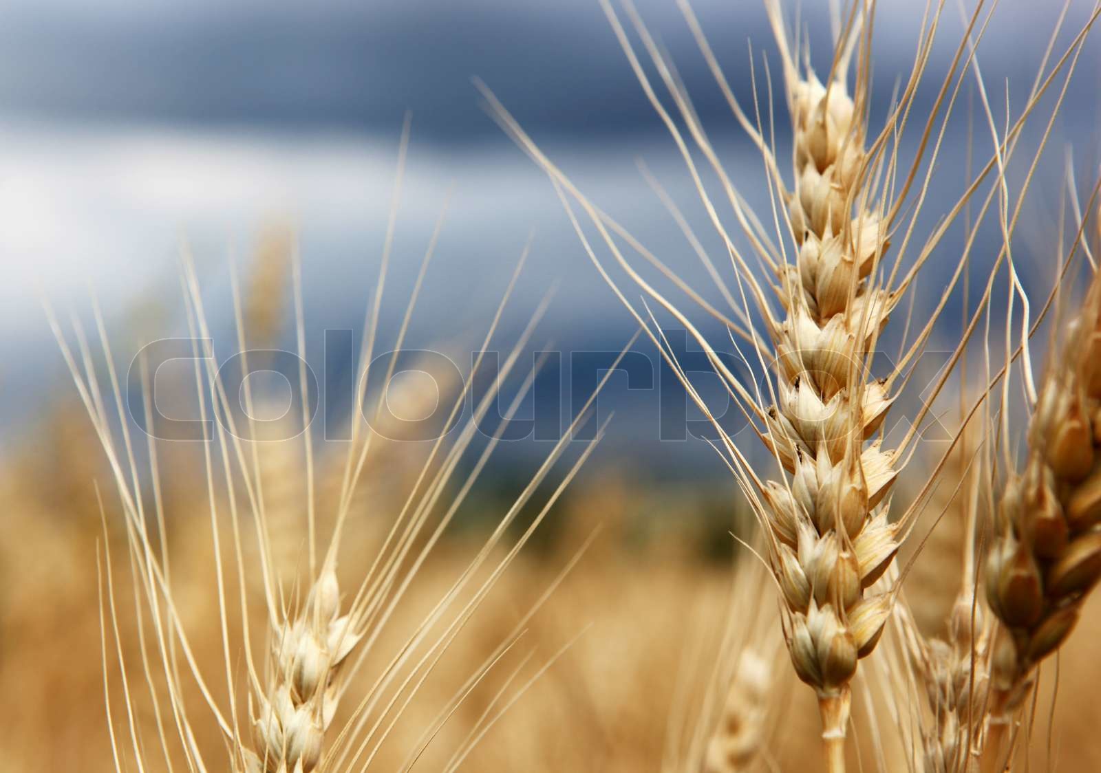 Feld | Stock Bild | Colourbox