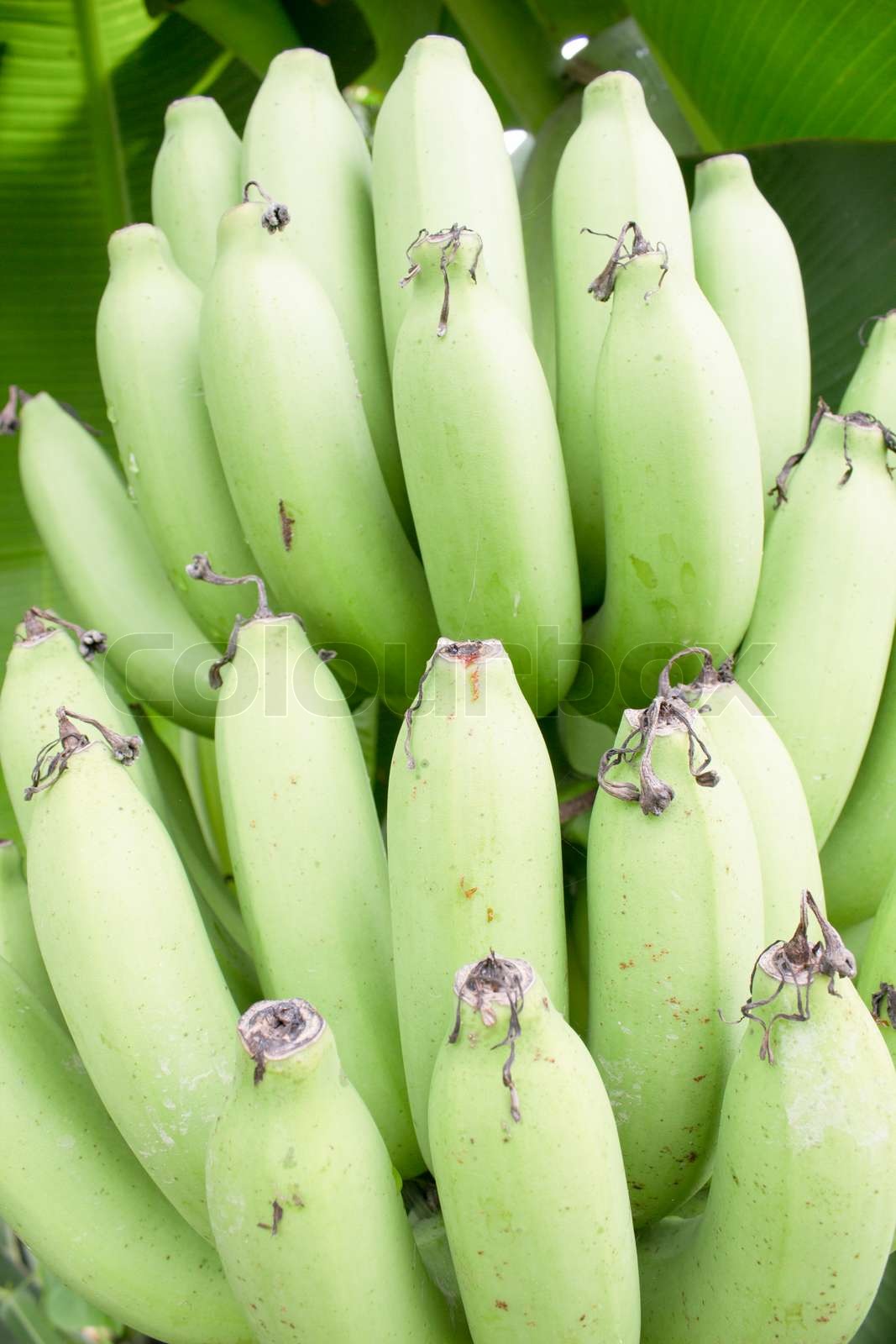 Green banana bunch | Stock image | Colourbox